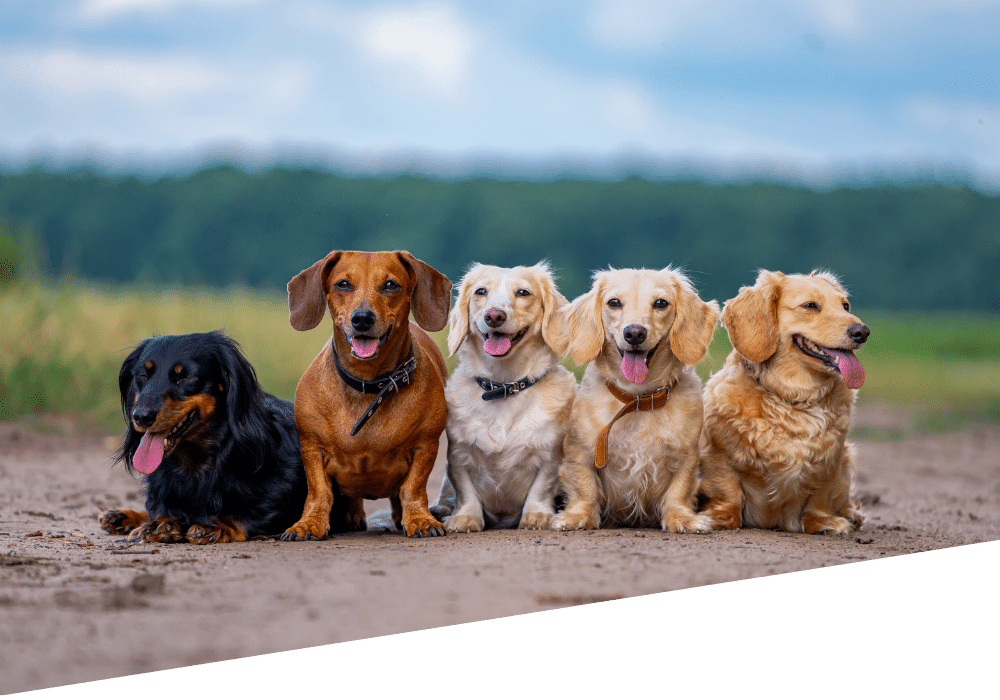 GAH & WRVC Patient Gallery | Vet Clinic In Grantsburg, MI